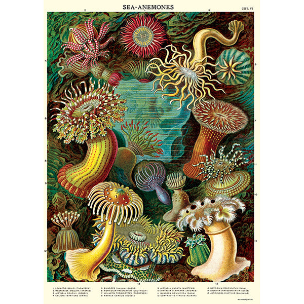 Cavallini Paper Co Sea Anemones Wrap Poster – Shopabernathys